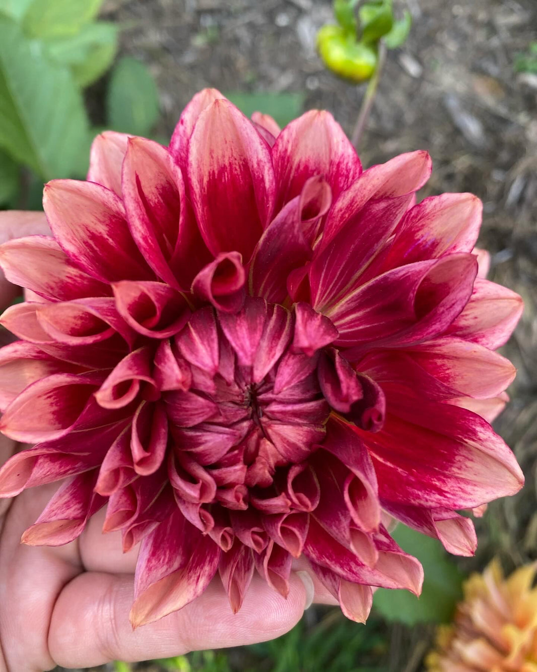 Products – Page 2 – Dinosaur Dahlias